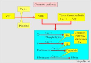 Coagulation:- part 1 - Blood Coagulation process, Coagulation factors ...