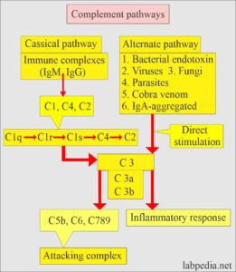 Complement, C3 and C4, Acute Phase Protein - Labpedia.net