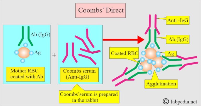 Hemolytic disease of newborn (HDN), and coombs test