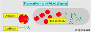 Coombs' Indirect test, (anti-globulin indirect test)