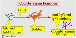 Coombs' Indirect test, (anti-globulin indirect test)