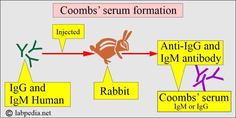 Coombs' Indirect test, (anti-globulin indirect test)