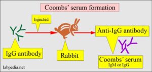 Coombs' Indirect test, (anti-globulin indirect test)
