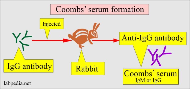 Coombs' Indirect test, (anti-globulin indirect test)