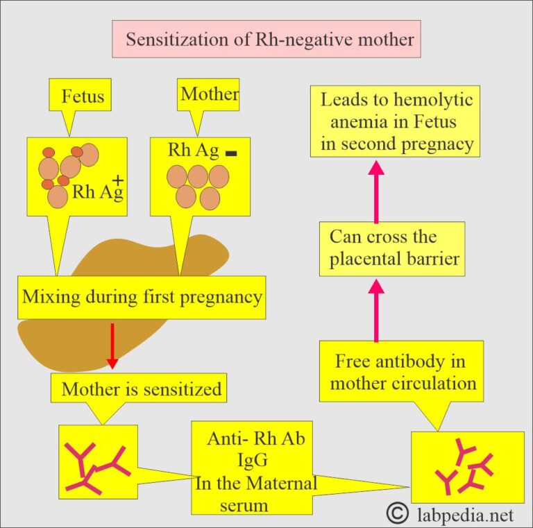 Coombs' Indirect test, (anti-globulin indirect test)