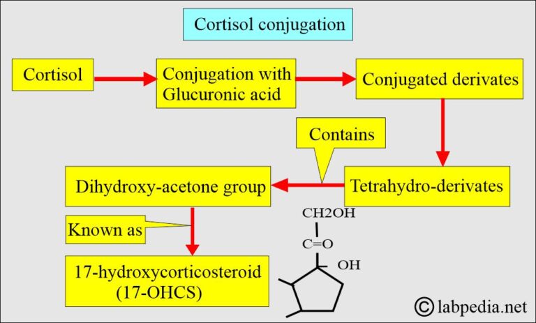 Cortisol Hormone, Hydrocortisone (AM and PM) and Cushing's syndrome - Labpedia.net