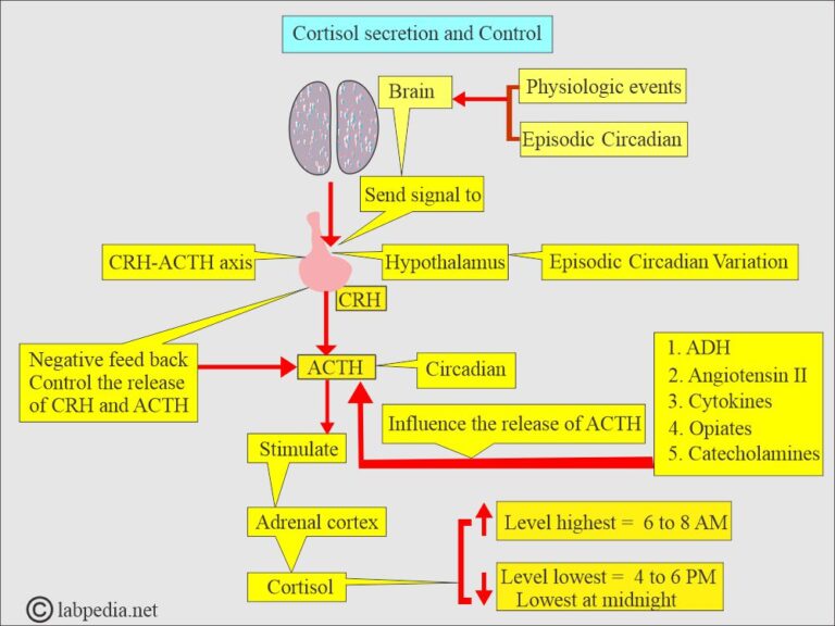 Cortisol Hormone, Hydrocortisone (AM and PM) and Cushing's syndrome ...