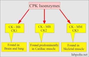 Creatine kinase or creatine phosphatase, CPK
