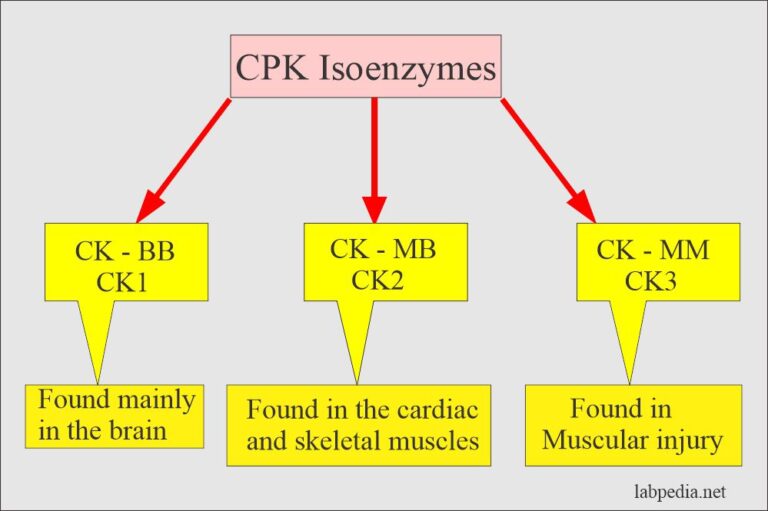 Creatine kinase or creatine phosphatase, CPK