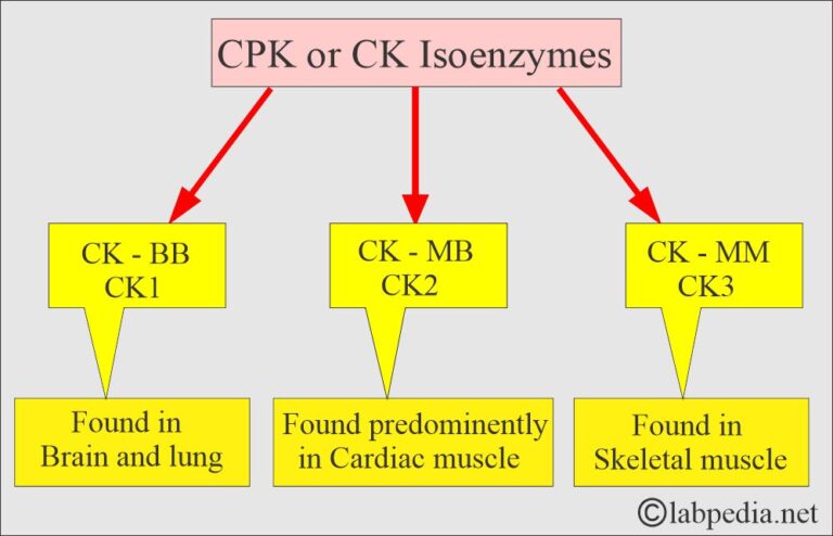 Creatine kinase or creatine phosphatase, CPK