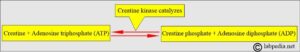 Creatine kinase or creatine phosphatase, CPK