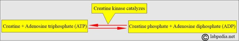 Creatine kinase or creatine phosphatase, CPK