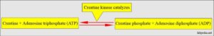 Creatine kinase or creatine phosphatase, CPK