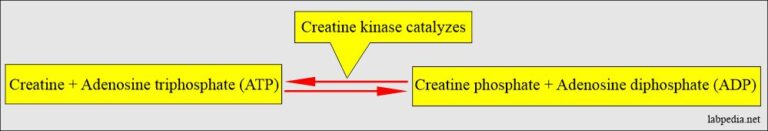 Creatine kinase or creatine phosphatase, CPK