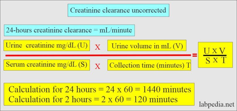 creatinine clearance (CrC) test, Glomerular filtration rate (GFR)