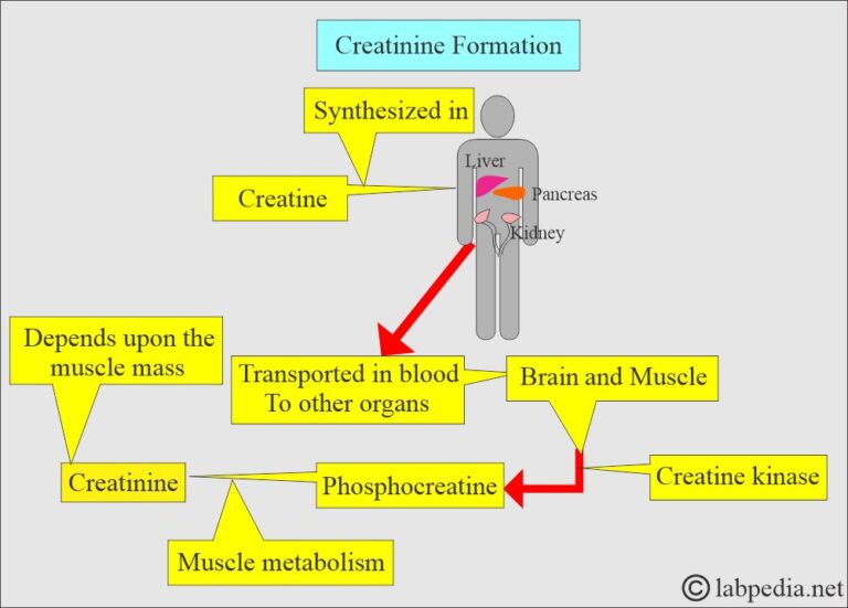 Creatinine (Serum Creatinine) - Labpedia.net