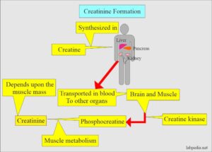 Creatinine (Serum Creatinine) - Labpedia.net