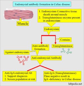 Gliadin Antibodies IgA, IgG (Endomysial antibodies)...