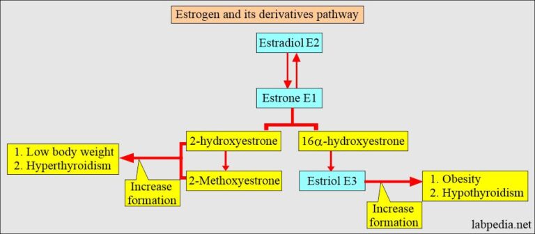 Estrogens = Estrone E1, Estradiol E2, Estriol E3 - Labpedia.net