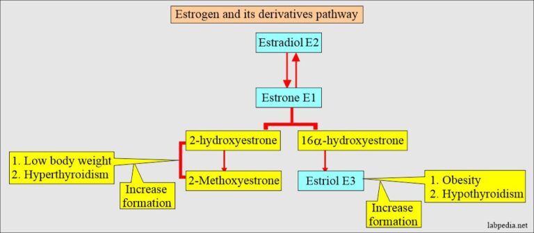 Estrogens = Estrone E1, Estradiol E2, Estriol E3 - Labpedia.net