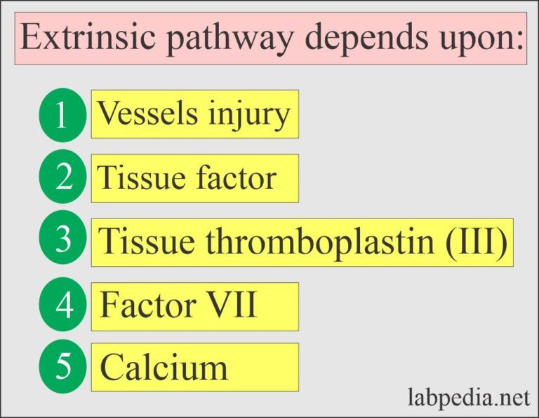 Coagulation:- part 1 - Blood Coagulation process, Coagulation factors ...