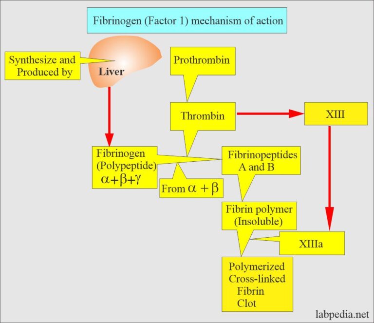 Fibrinogen (Factor 1), Afibrinogenemia, Dysfibrogenemia - Labpedia.net