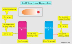 Field Stain A and B solution preparation and staining...