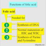 Folic Acid and Folate - Labpedia.net