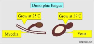 Fungal infections, Diagnosis and Treatment - Labpedia.net