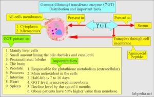 Gamma-glutamyl transferase (GGT), γ-Glutamyl Transpeptidase