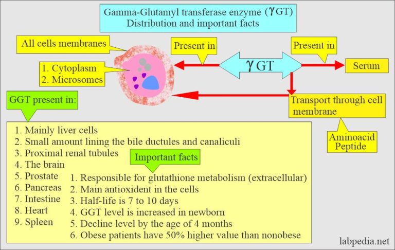 Gamma-glutamyl transferase (GGT), γ-Glutamyl Transpeptidase