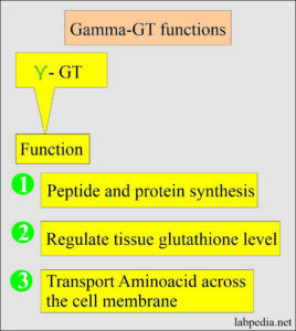 Gamma-glutamyltransferase (GGT), γ-Glutamyl Transpeptidase