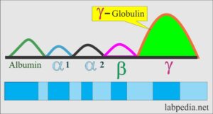 Serum Protein Electrophoresis, Total protein, albumin and globulin ...