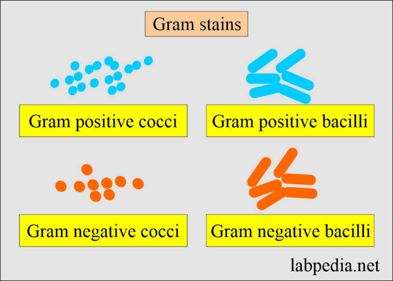 Cerebrospinal Fluid Analysis:- Part 3 - CSF Culture, Special stains ...