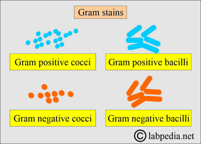 Cerebrospinal Fluid Analysis:- Part 3 - CSF Culture, Special stains ...