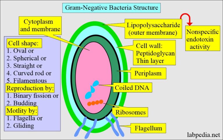 Gram Stain and Gram stain procedure - Labpedia.net