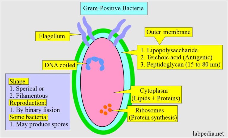 Gram Stain and Gram stain procedure - Labpedia.net