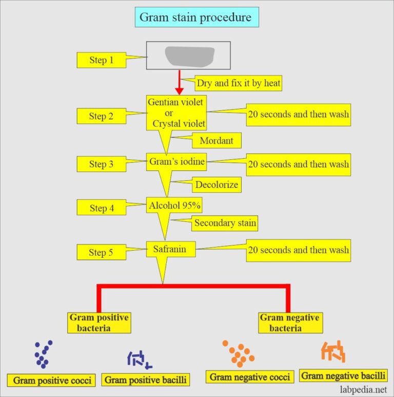 Gram Stain and Gram stain procedure - Labpedia.net