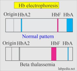 Fetal hemoglobin (HbF), Alkali resistant hemoglobin