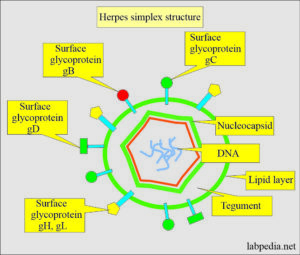 TORCH Profile:- Part 3 - Herpes simplex (Herpesvirus type 1 and type 2 ...