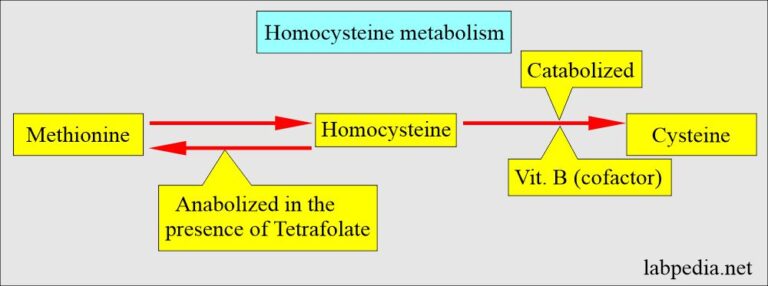 Homocysteinemia, Indications and Interpretations - Labpedia.net