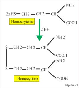 Homocysteine (Homocysteinemia) - Labpedia.net