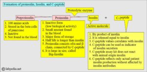 C-Peptide, Insulin, Proinsulin and Interpretations - Labpedia.net
