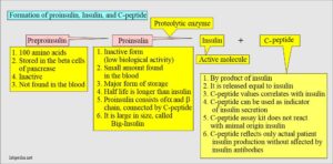 C-Peptide (Insulin, Proinsulin) and Interpretations - Labpedia.net