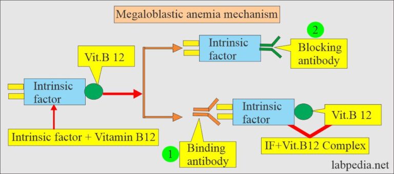 Intrinsic factor Antibody (IF-Ab) - Labpedia.net