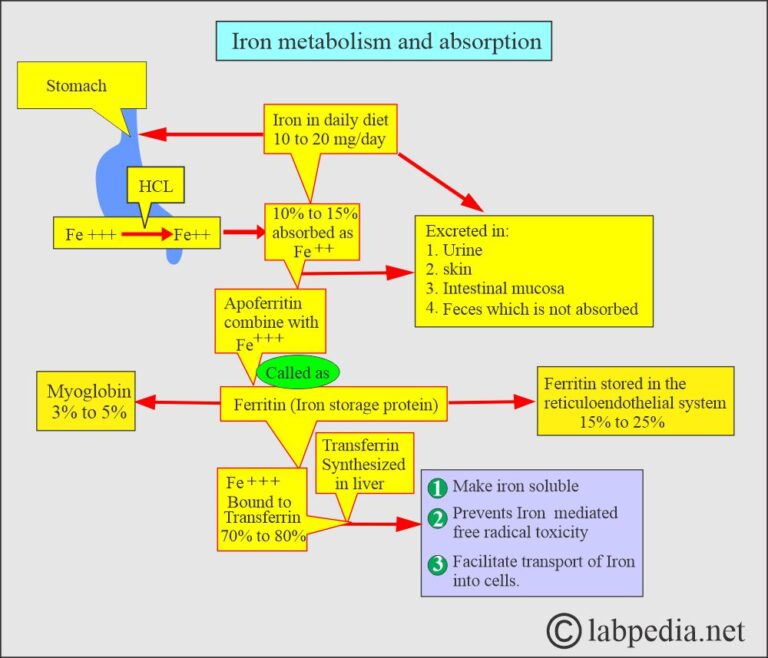 Iron Metabolism, Total Iron Binding Capacity (TIBC), Transferrin and ...