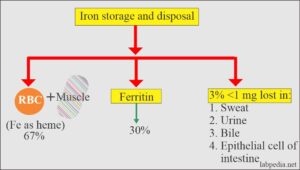 Anemia:- Part 2 - Iron Deficiency Anemia, Microcytic and hypochromic ...