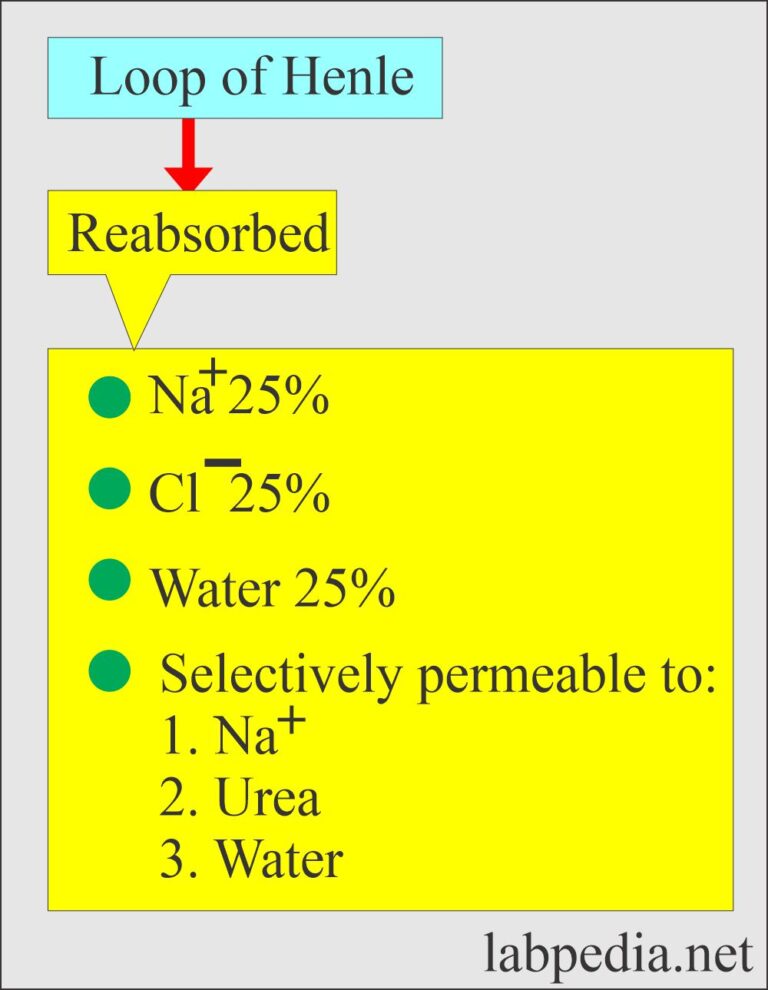Renal Functions:- Part 1 - Renal Functions Tests - Labpedia.net