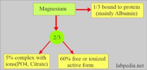 Magnesium level (Mg++) - Labpedia.net