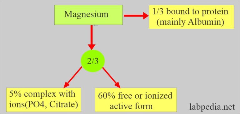 Magnesium level (Mg++) - Labpedia.net